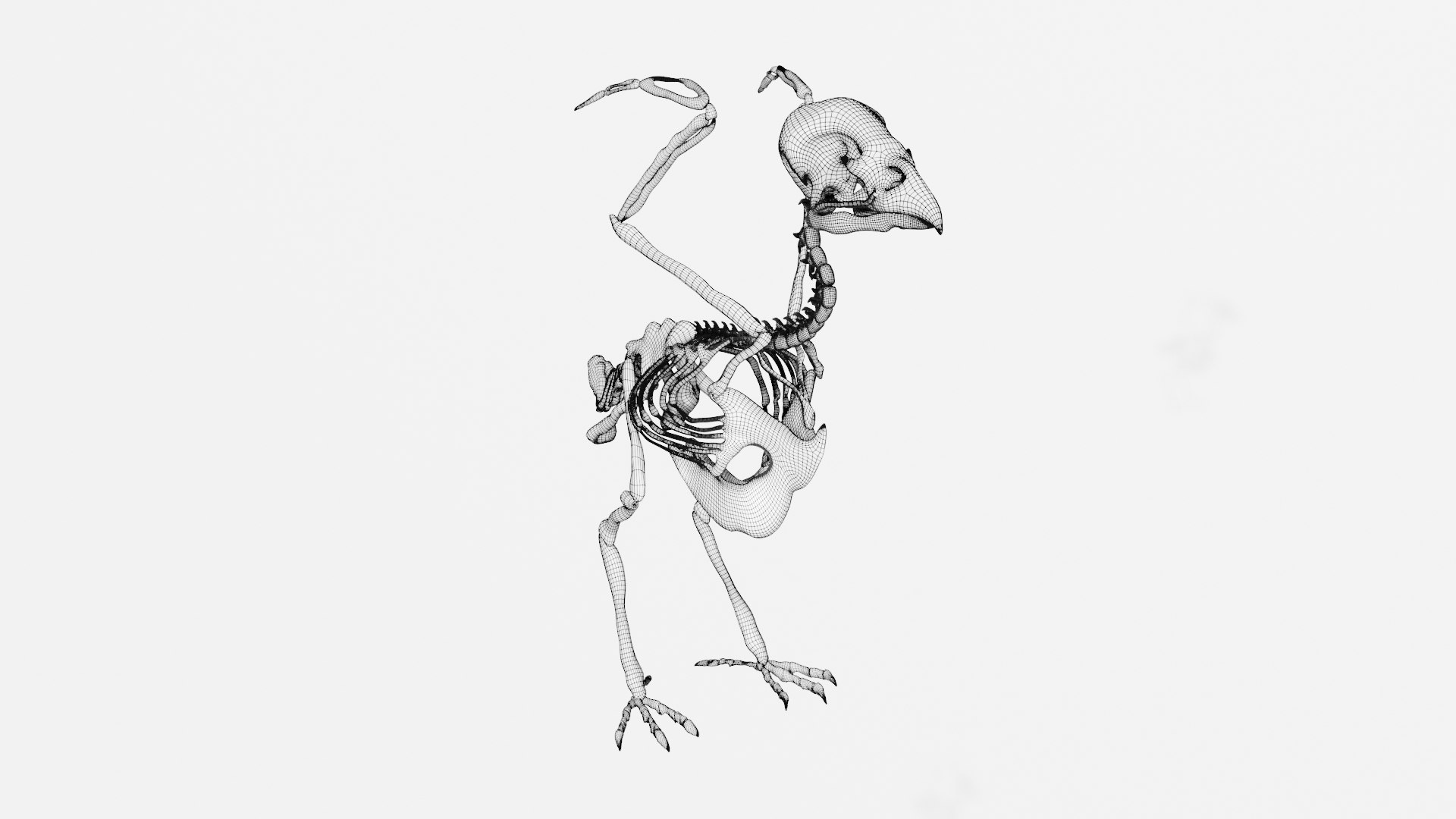 3D Sparrow Skeleton Model - TurboSquid 1991004