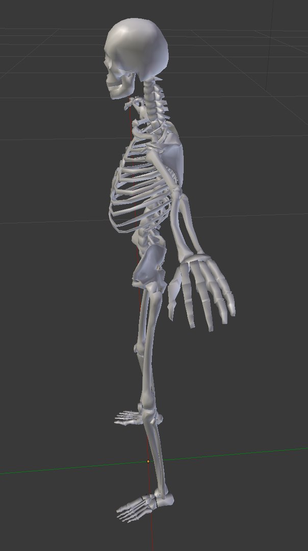 3d Model Skeleton