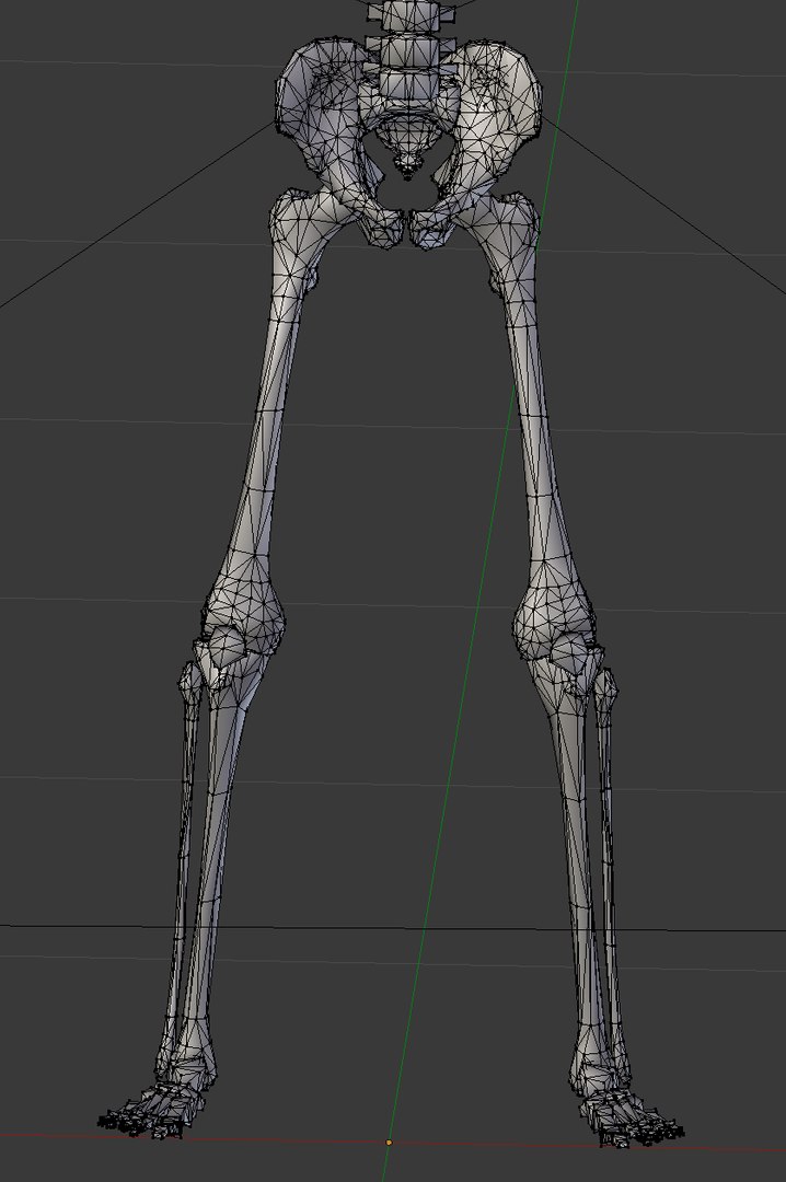 3d Model Skeleton