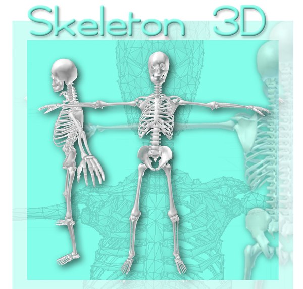 3d model skeleton