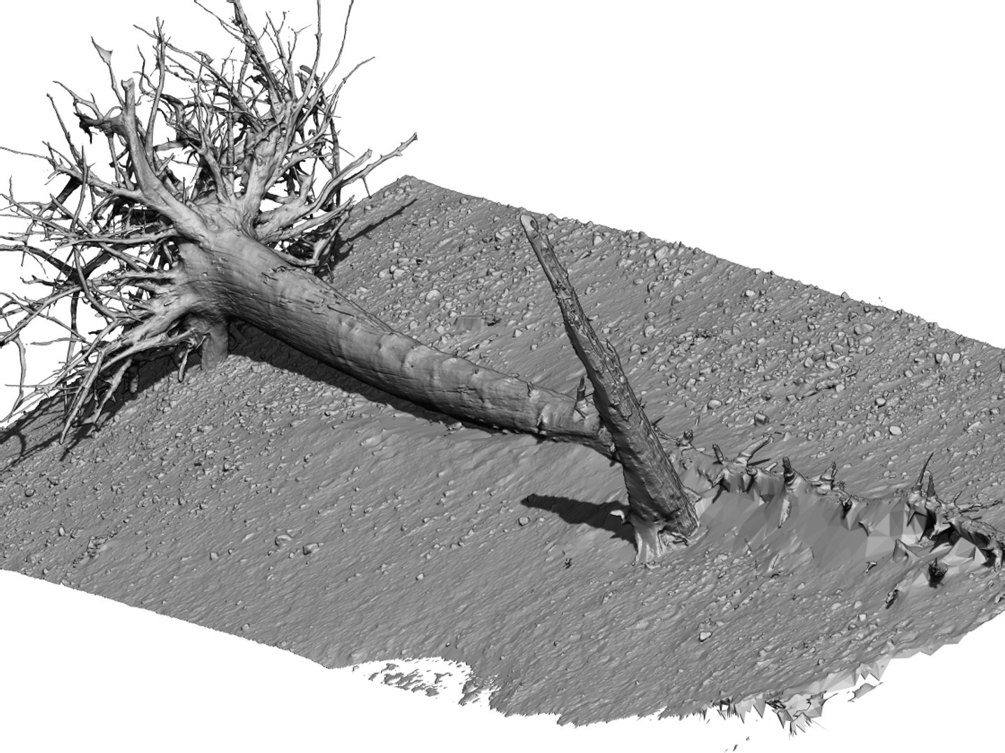 3D Desert Tree Fallen 03 Model - TurboSquid 1380336