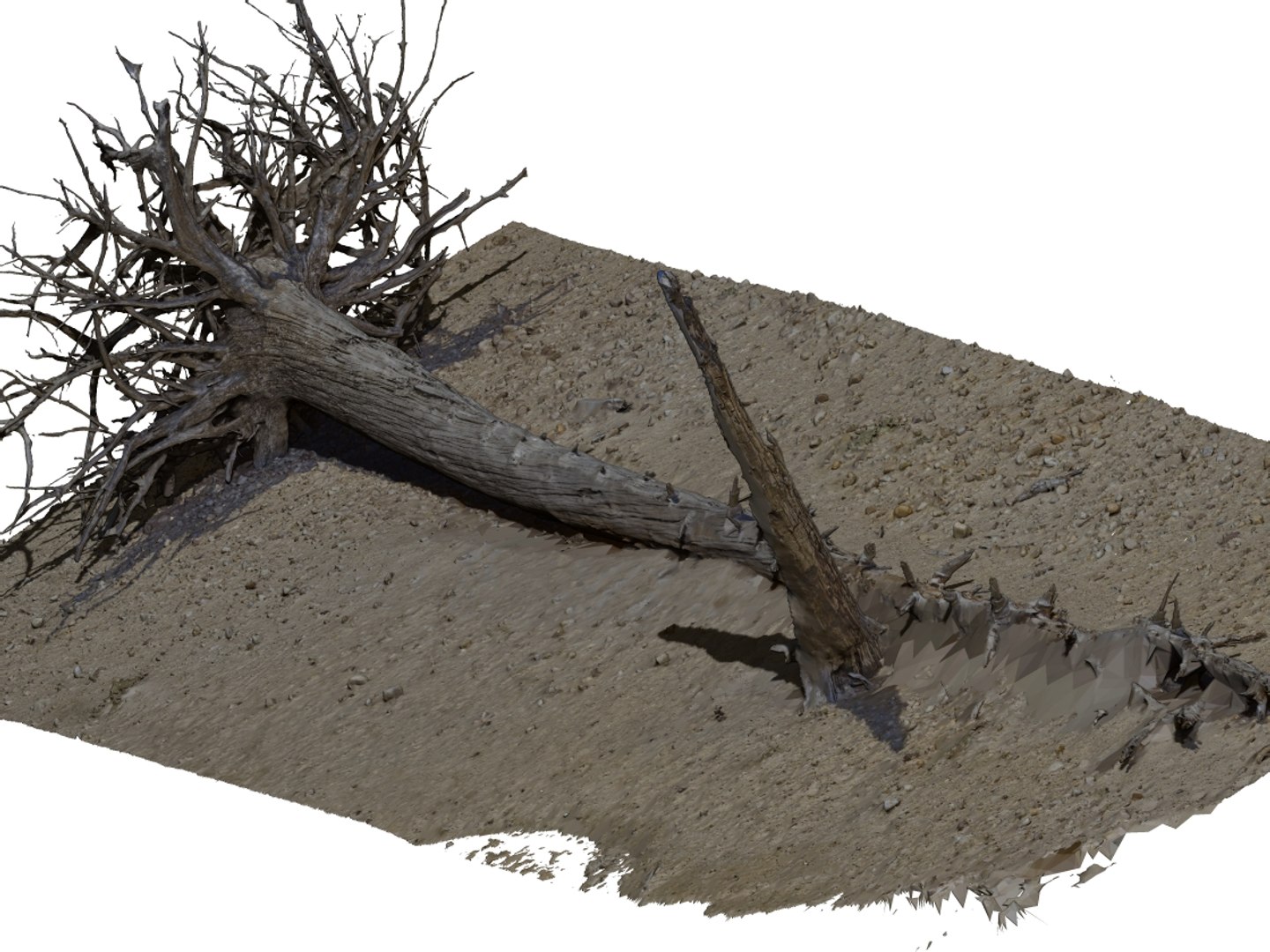 3D Desert Tree Fallen 03 Model - TurboSquid 1380336