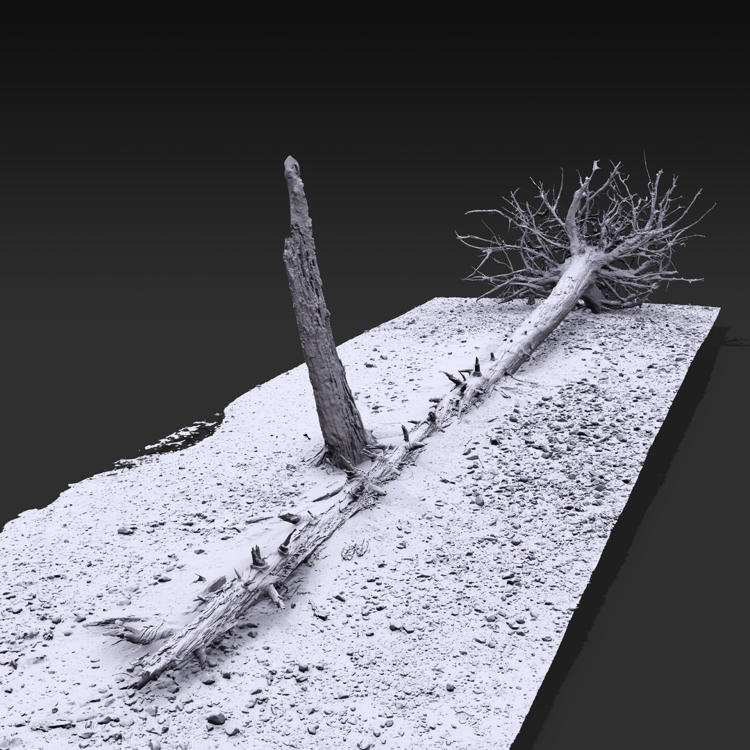 3D Desert Tree Fallen 03 Model - TurboSquid 1380336
