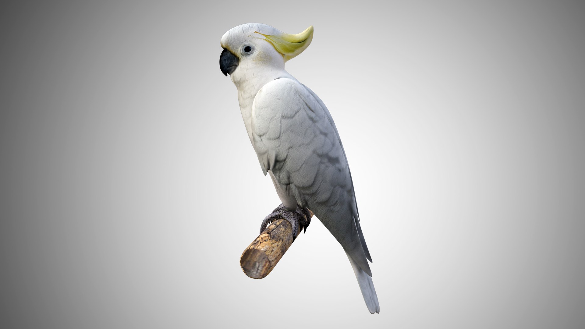 3D Model Cockatoo White Parrot - TurboSquid 1605295