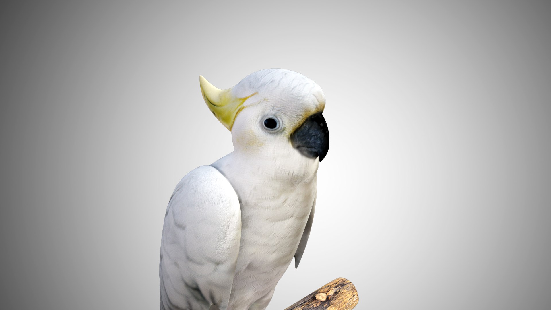 3D Model Cockatoo White Parrot - TurboSquid 1605295