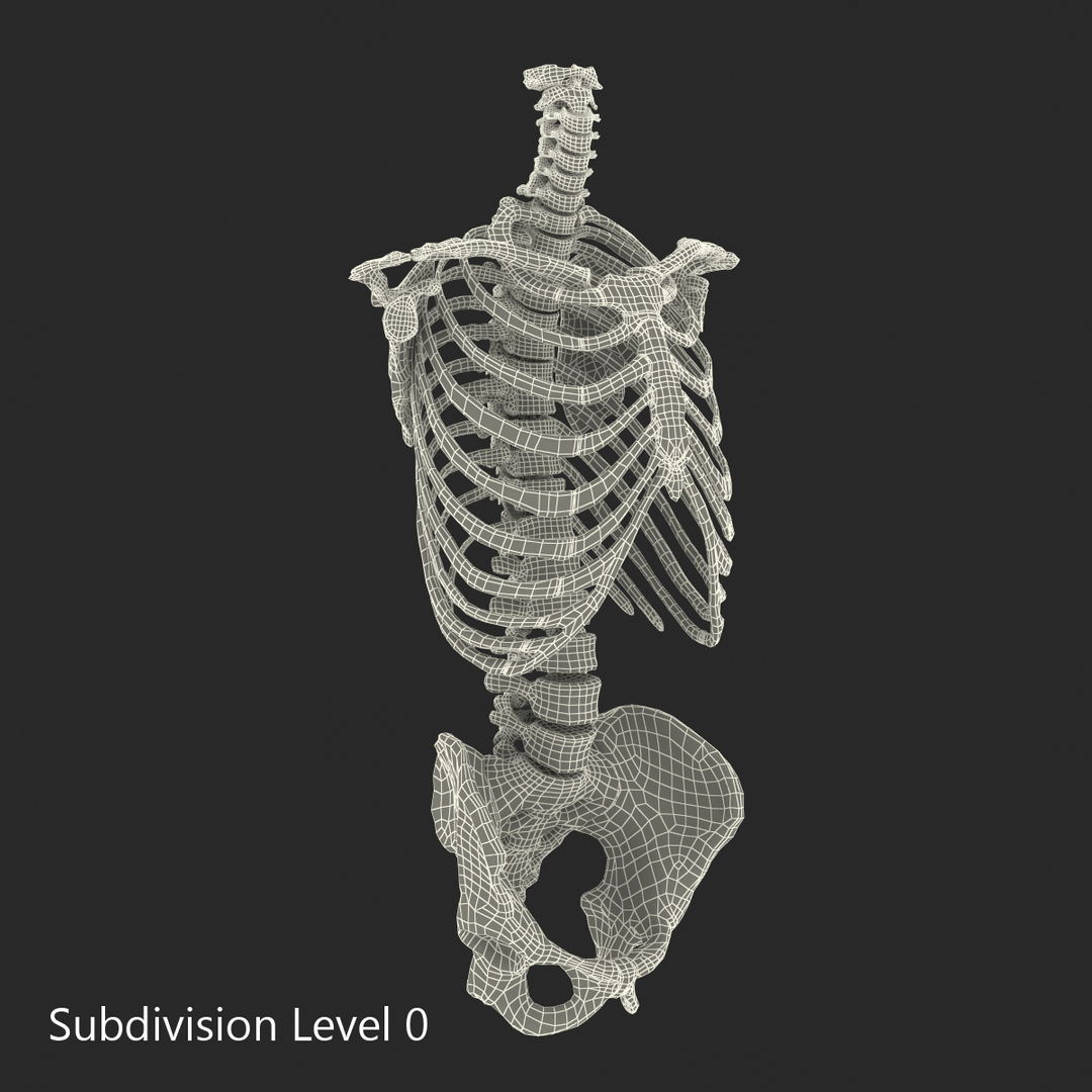 3d model male torso skeleton