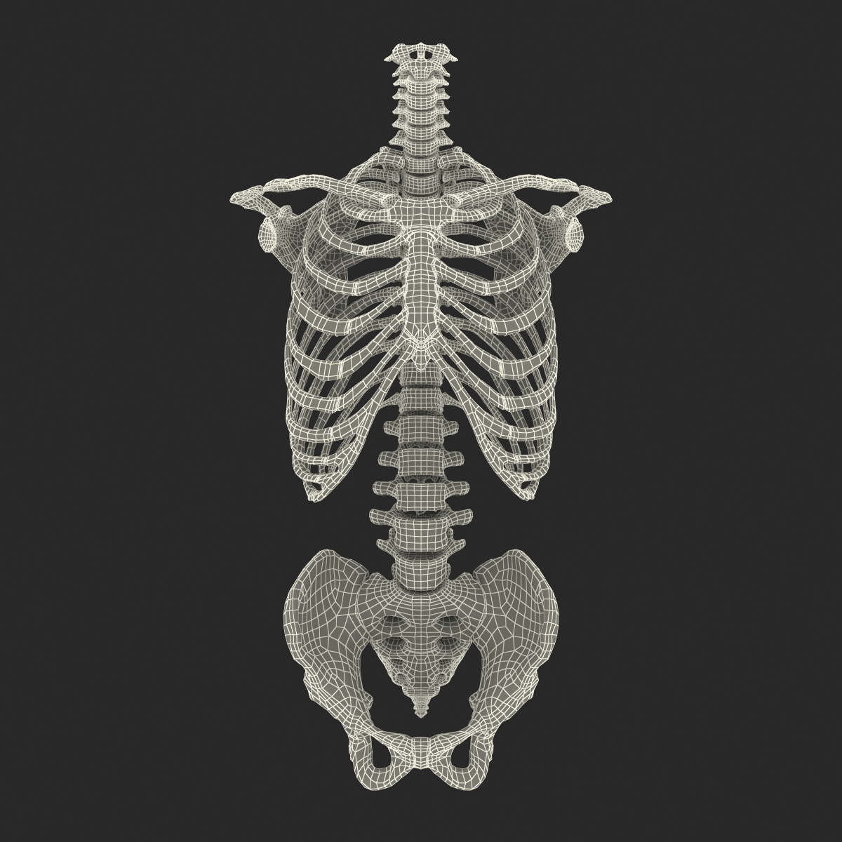 3d model male torso skeleton