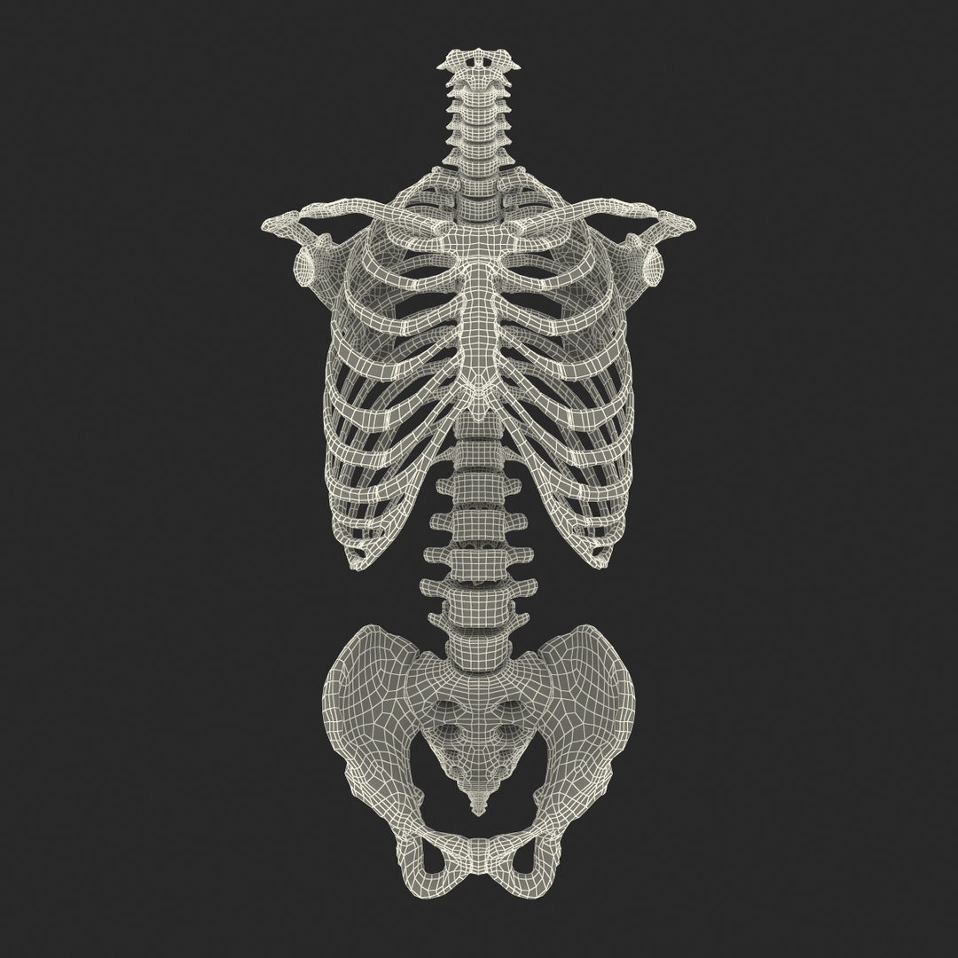 3d model male torso skeleton
