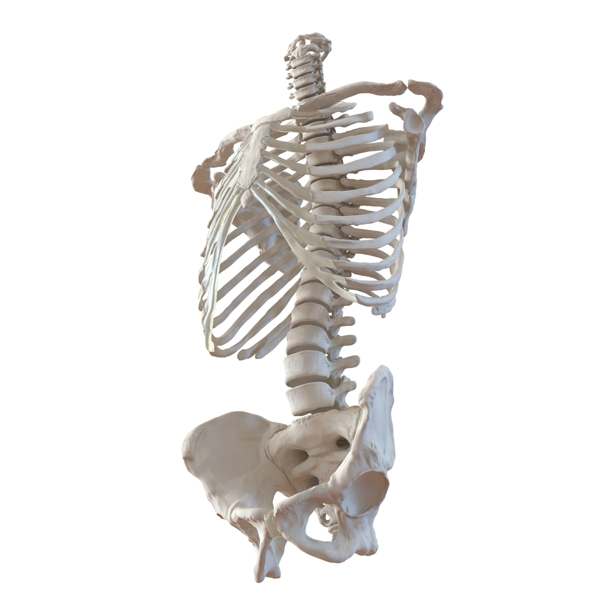 3d model male torso skeleton