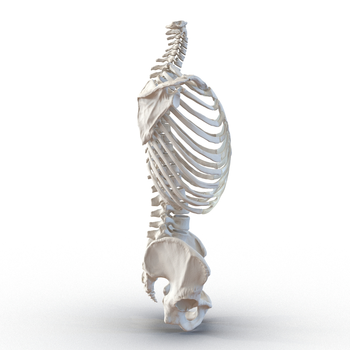 3d model male torso skeleton