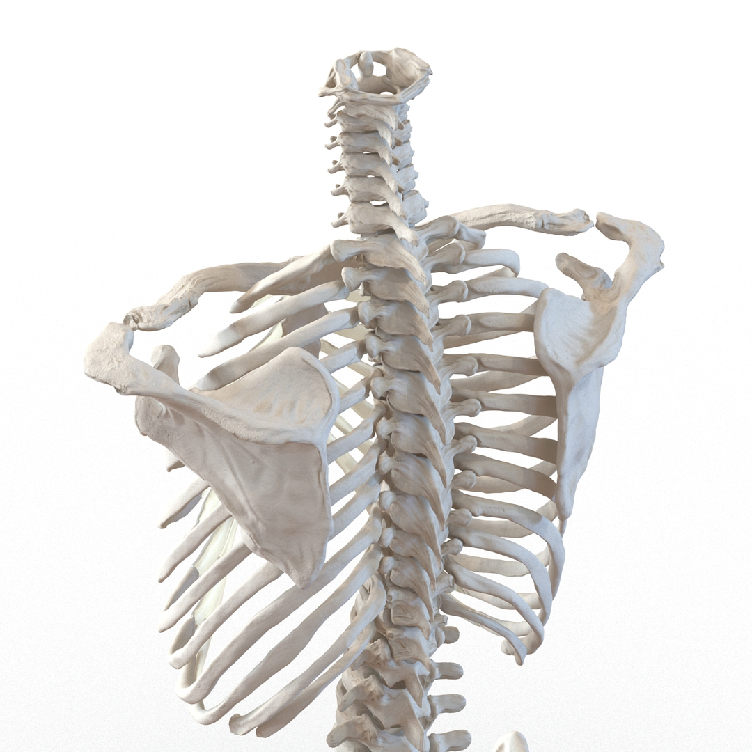 3d model male torso skeleton