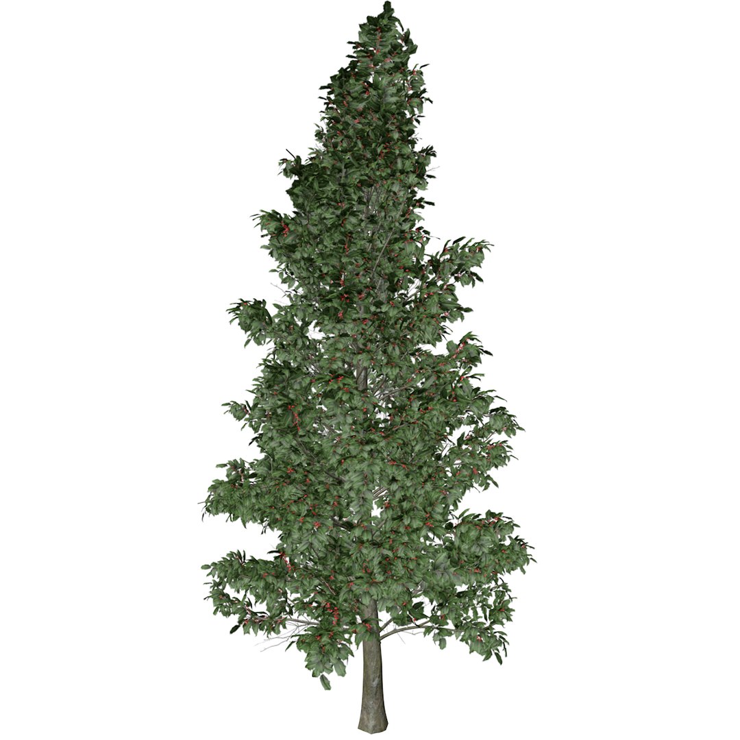 American Holly Tree - 06 - 3D Model - TurboSquid 2372082