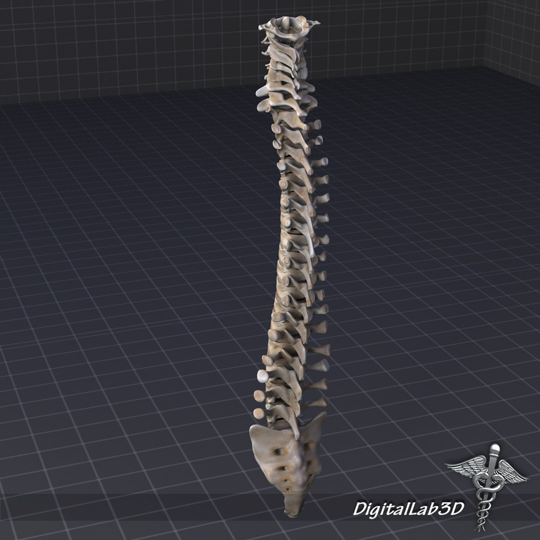 3d Human Vertebral Column Anatomy Model