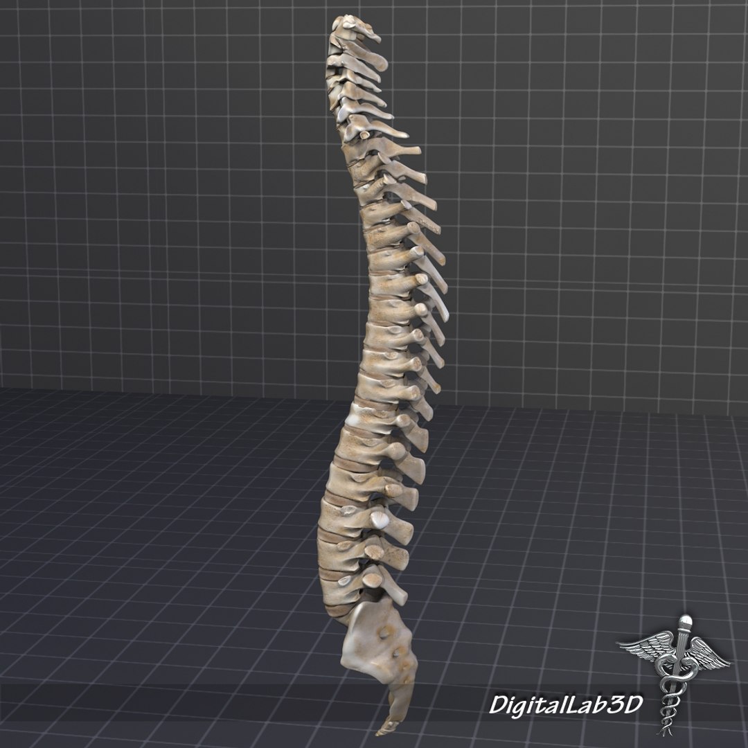 3d Human Vertebral Column Anatomy Model