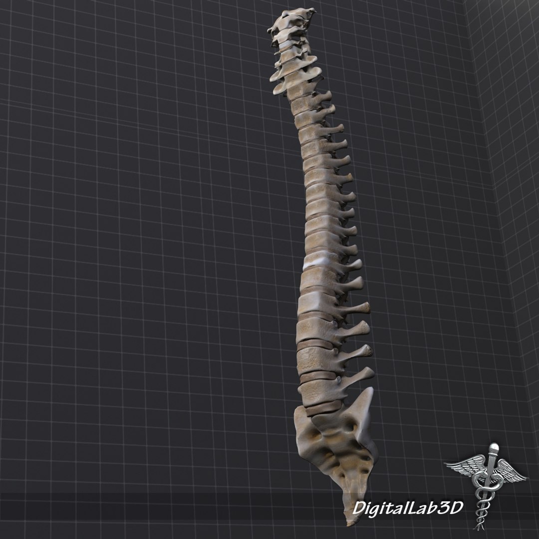 3d Human Vertebral Column Anatomy Model