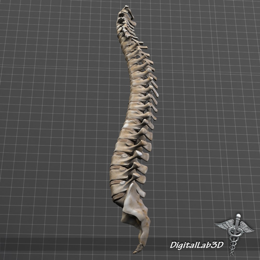 3d Human Vertebral Column Anatomy Model