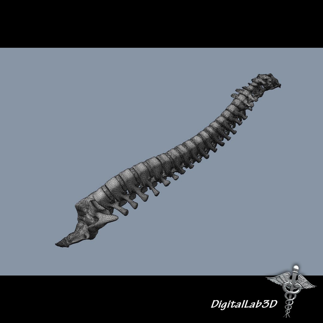 3d Human Vertebral Column Anatomy Model