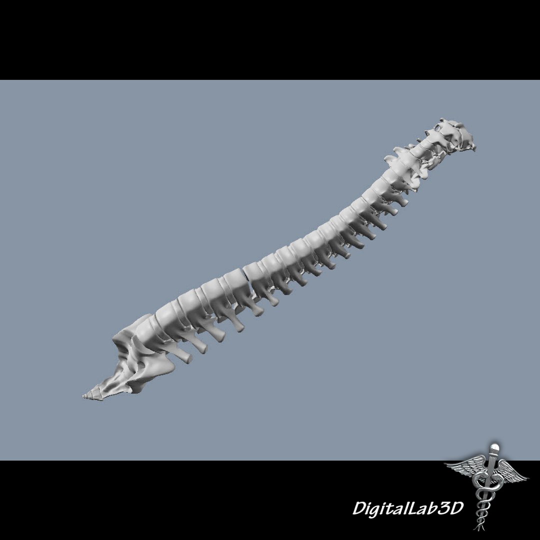 3d Human Vertebral Column Anatomy Model