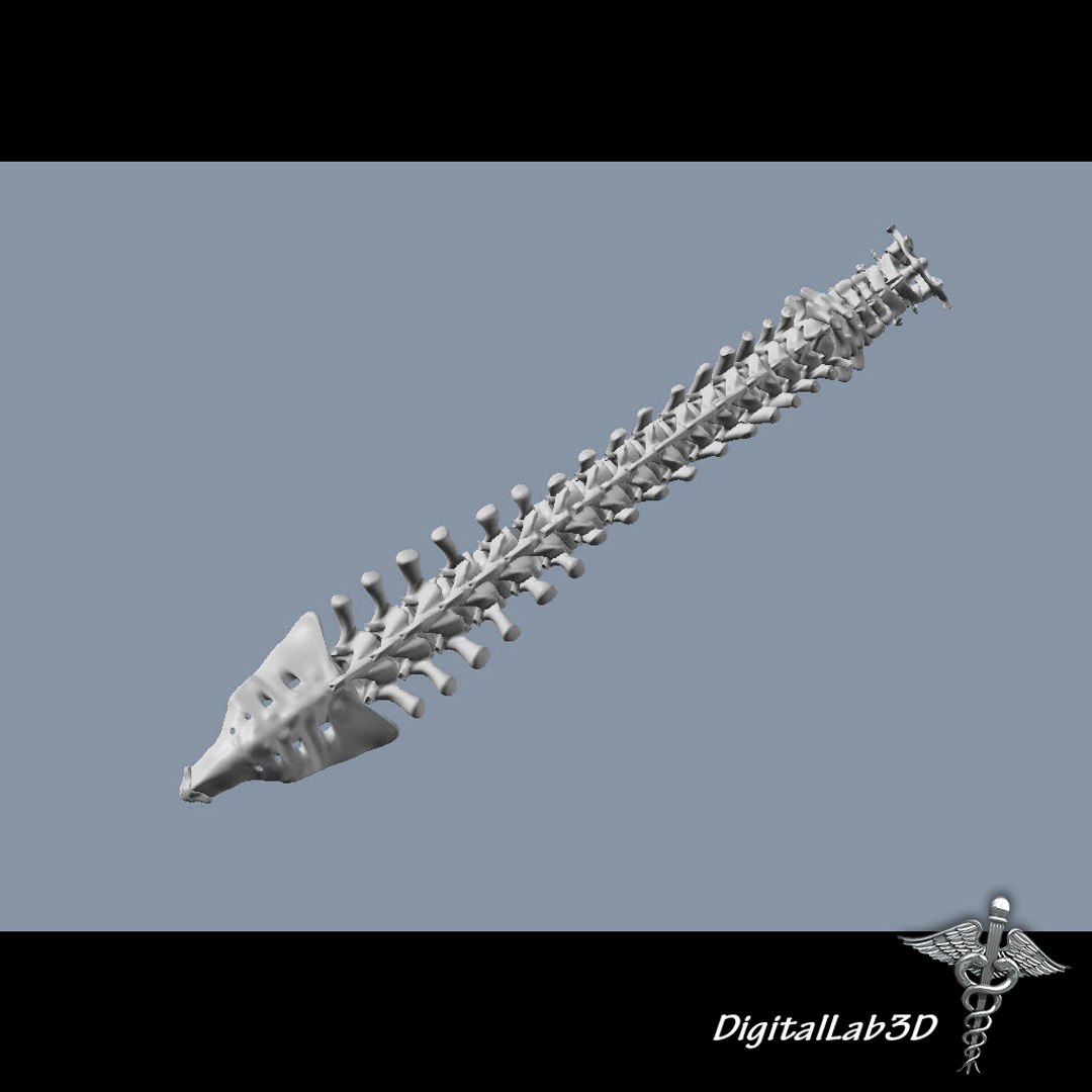 3d Human Vertebral Column Anatomy Model