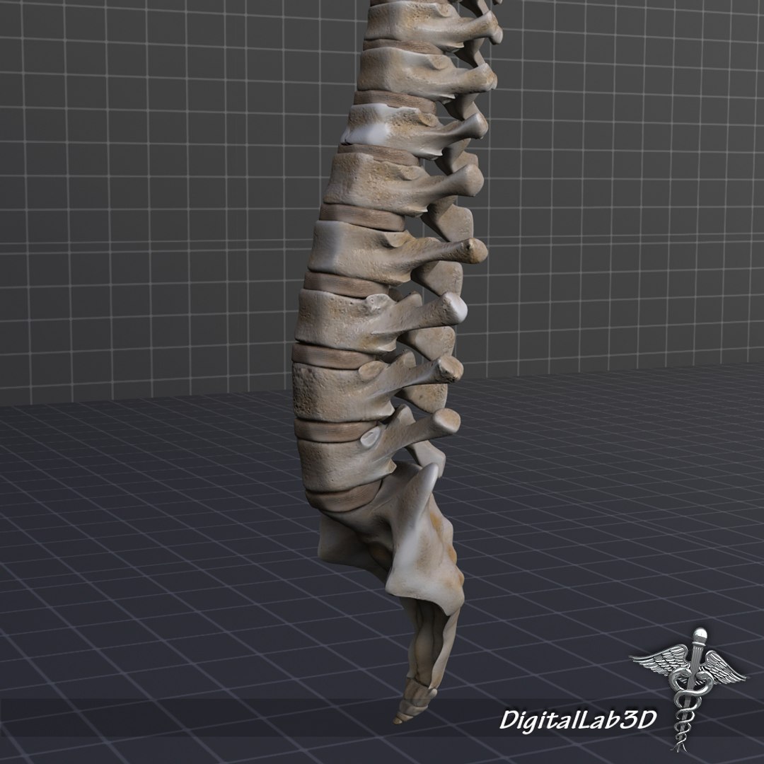 3d Human Vertebral Column Anatomy Model