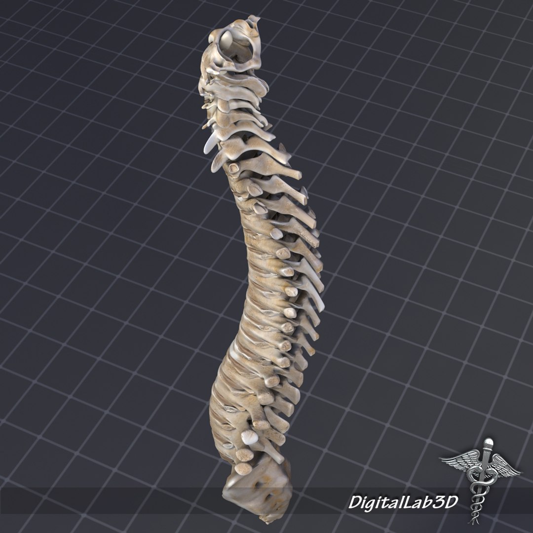 3d Human Vertebral Column Anatomy Model
