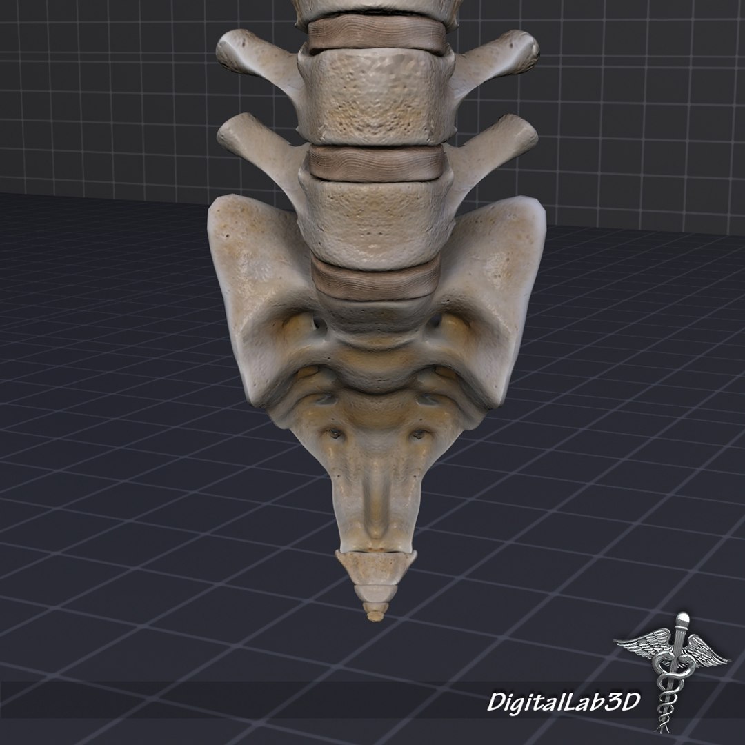 3d Human Vertebral Column Anatomy Model