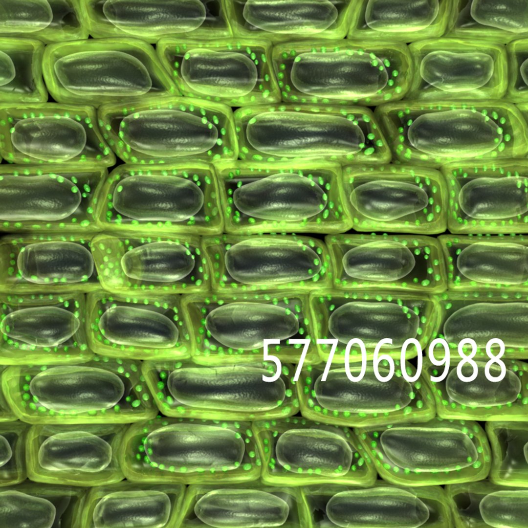 plant cell microstructure structure ma