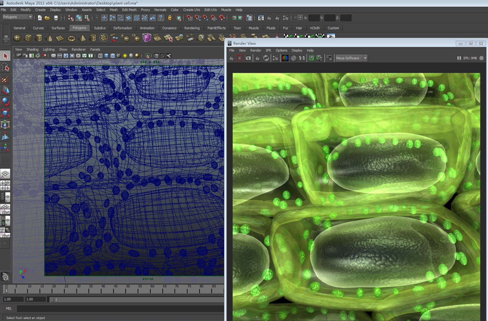 plant cell microstructure structure ma