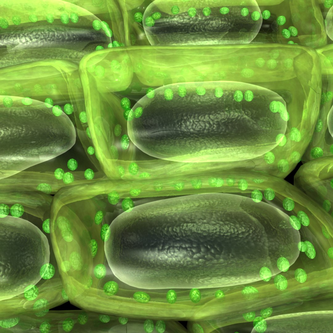 plant cell microstructure structure ma