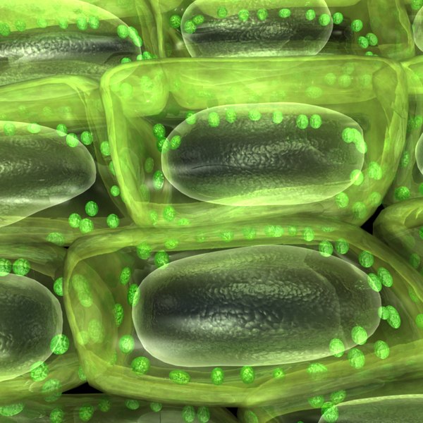 plant cell microstructure structure ma