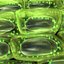 plant cell microstructure structure ma