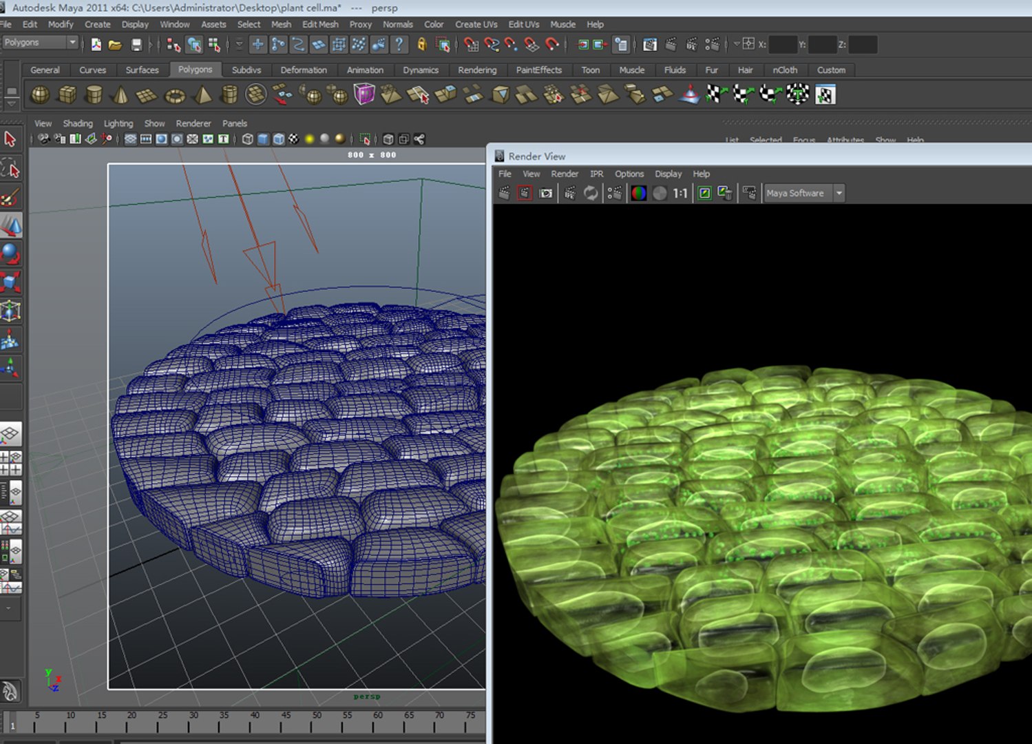 plant cell microstructure structure ma