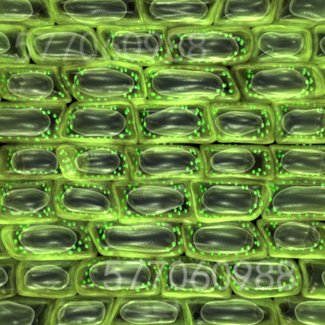 plant cell microstructure structure ma