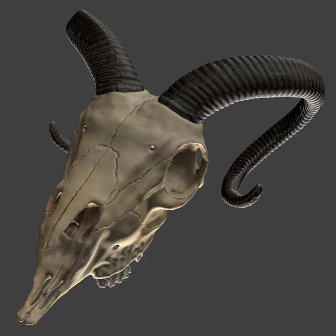 Sheep Skull 3D Model - TurboSquid 1377192