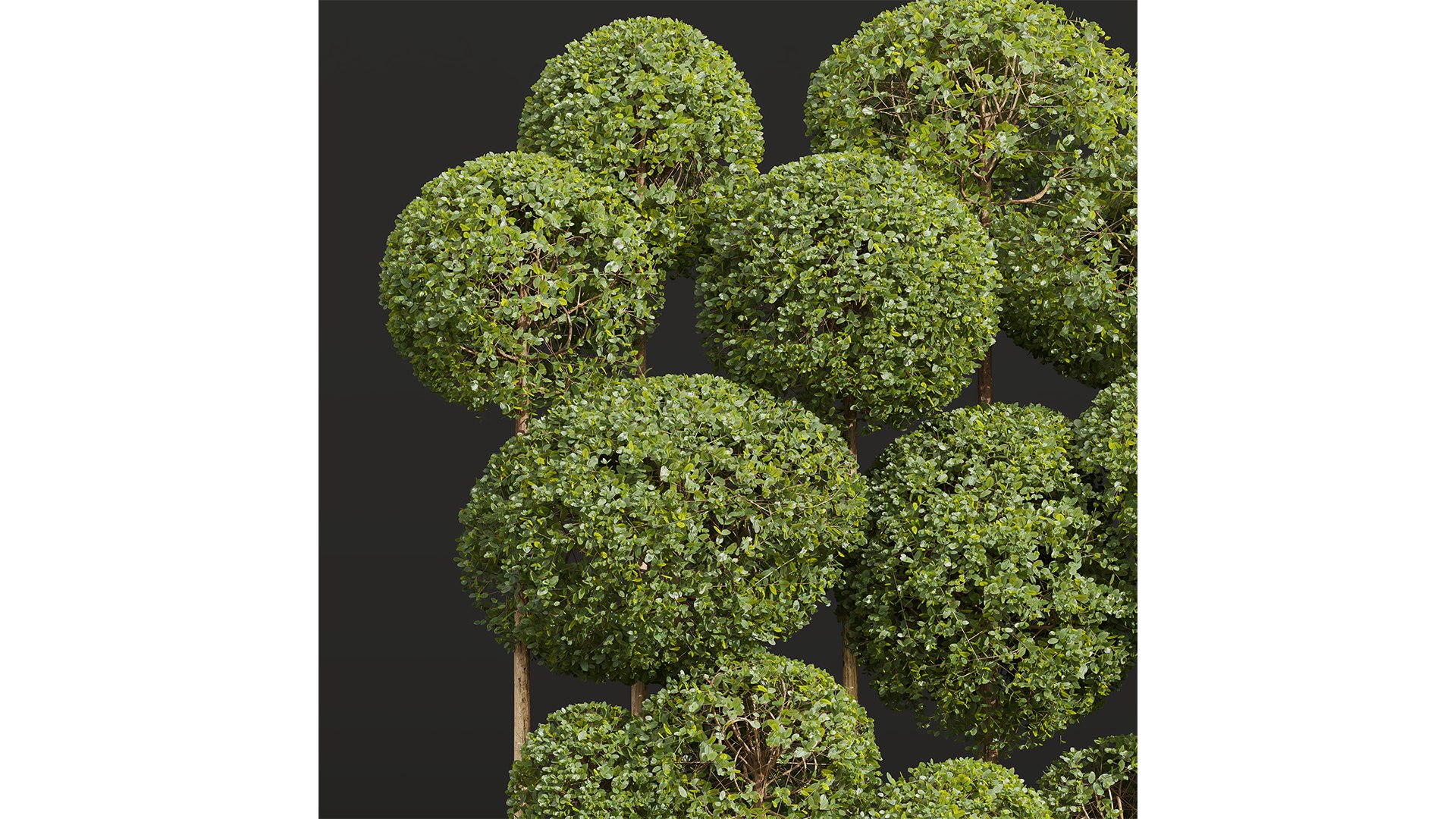 New Plant Ficus Concinna Bonsai Pruned10 3D Model - TurboSquid 2199364