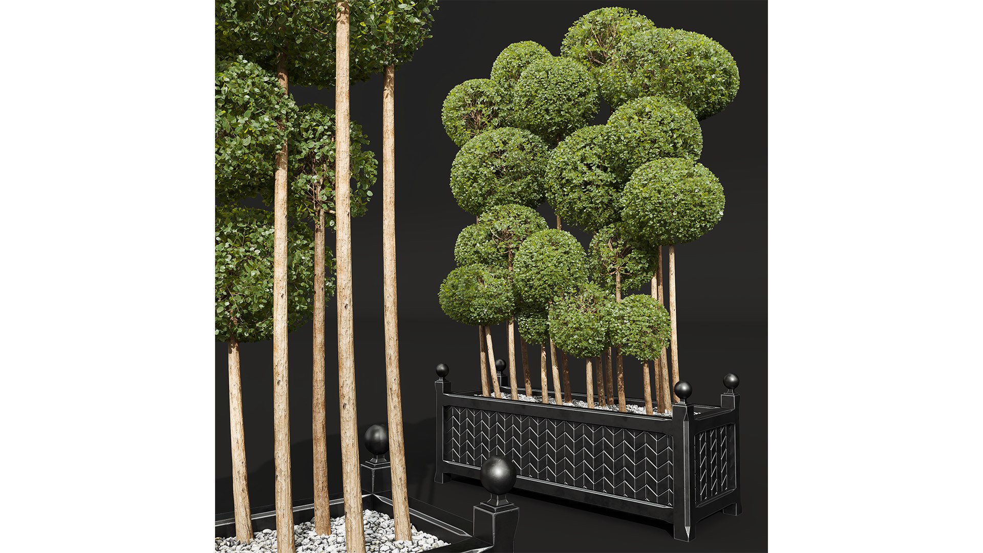 New Plant Ficus Concinna Bonsai Pruned10 3D Model - TurboSquid 2199364