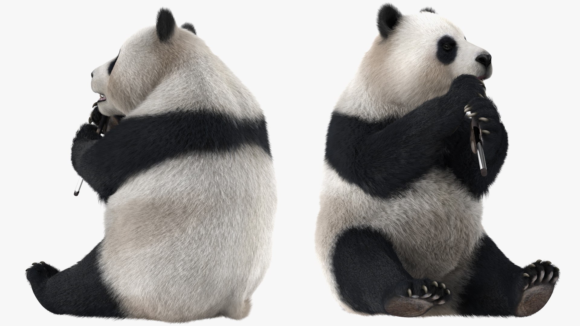 3D Giant Panda Sitting Pose Fur - TurboSquid 1812168