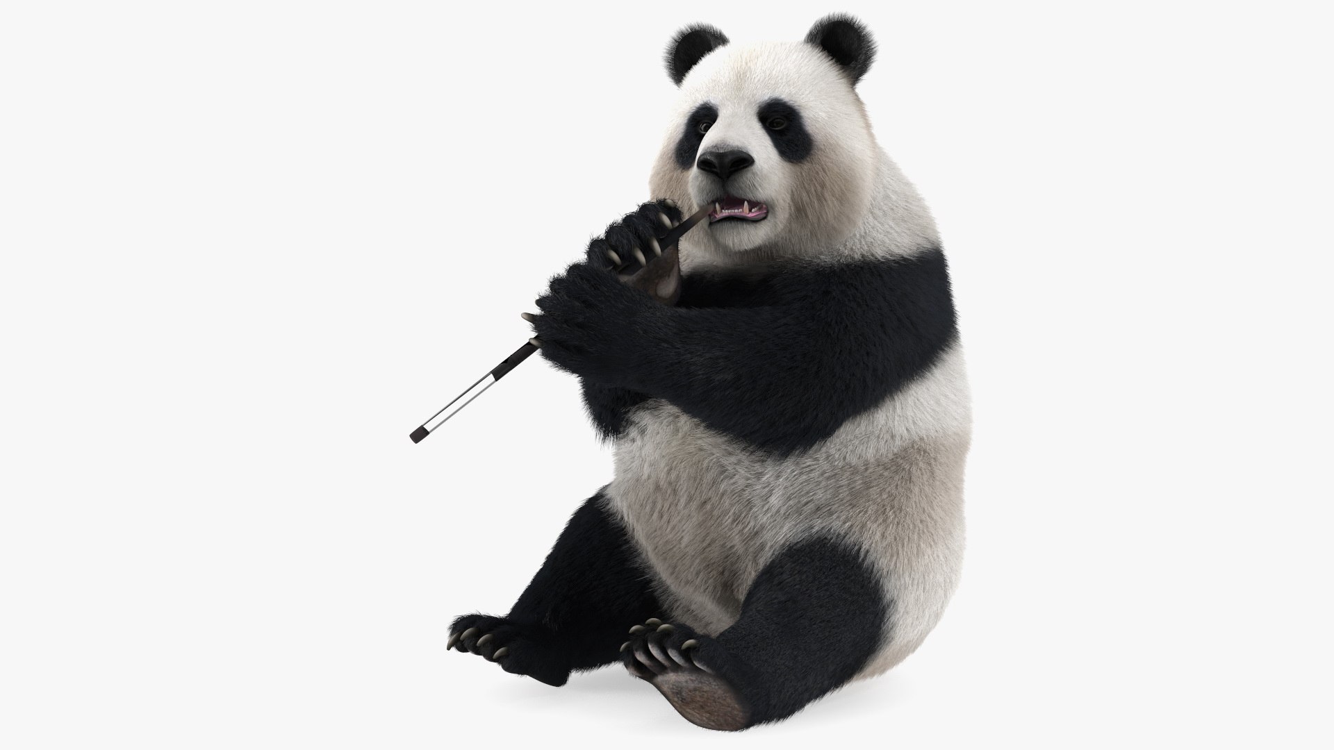 3D Giant Panda Sitting Pose Fur - TurboSquid 1812168