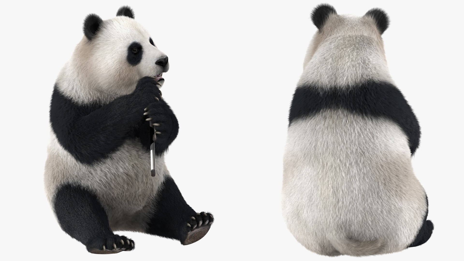 3D Giant Panda Sitting Pose Fur - TurboSquid 1812168