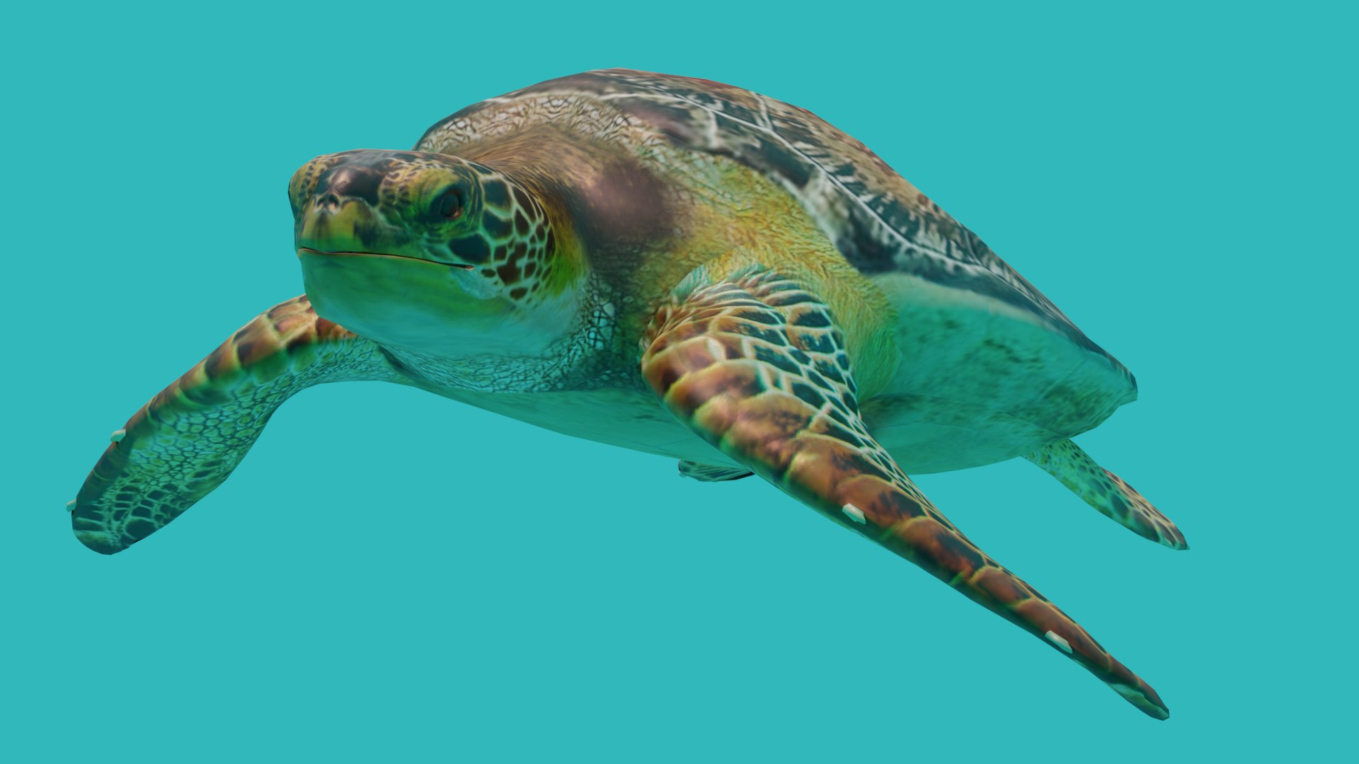 3D Turtle Sea Model - TurboSquid 1599121