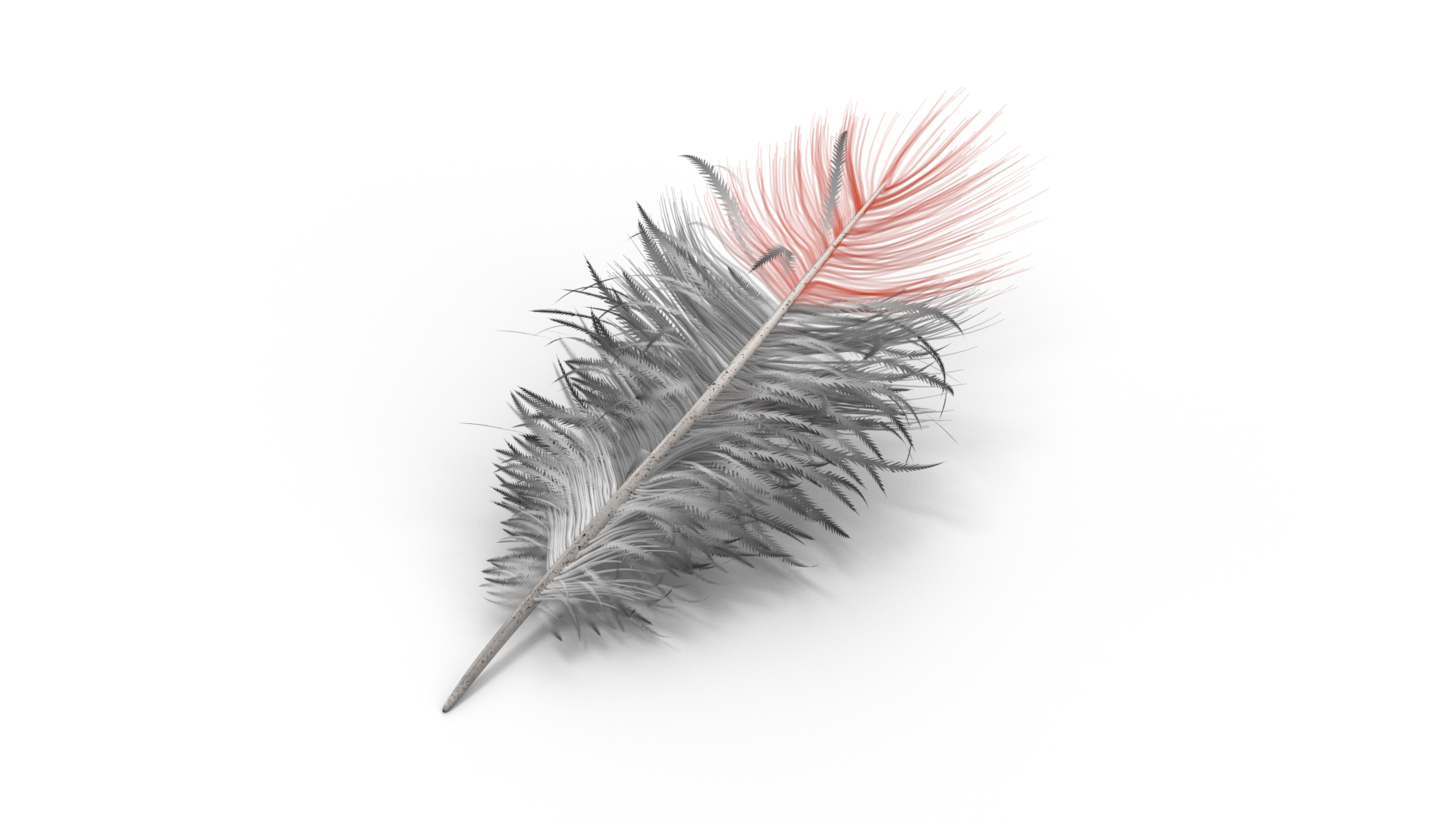 Feathers Collection 2 Model - TurboSquid 2255033