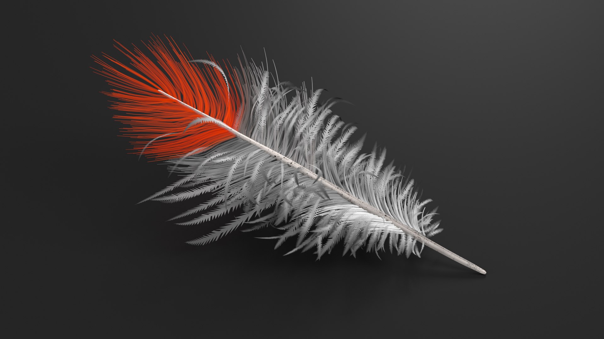 Feathers Collection 2 Model - TurboSquid 2255033