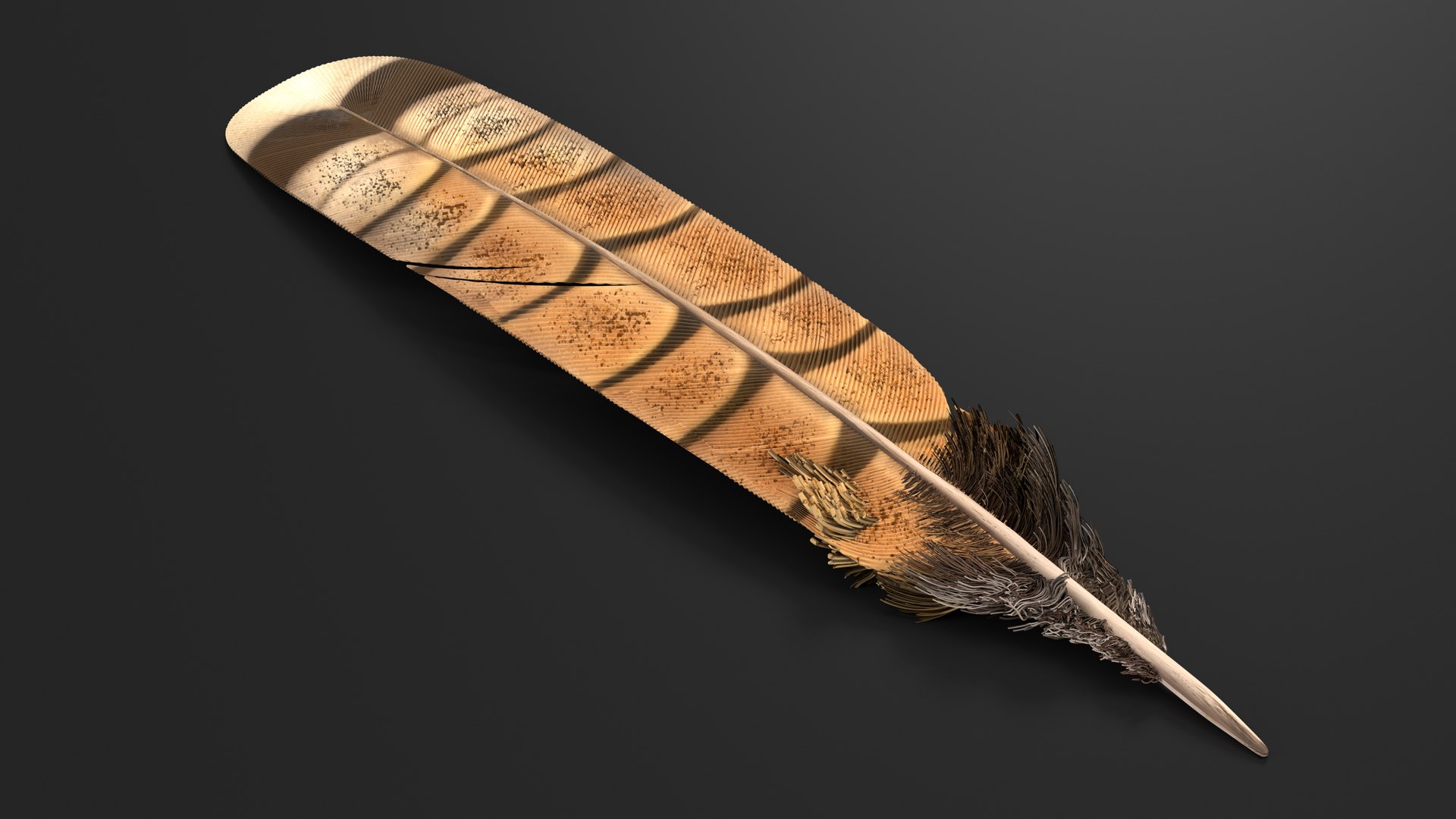 Feathers Collection 2 Model - TurboSquid 2255033