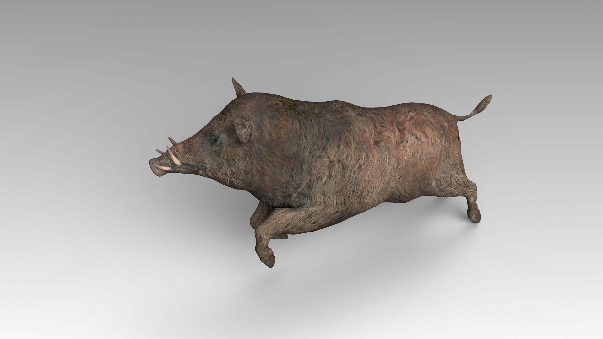 Boar Poser Model - TurboSquid 1753796