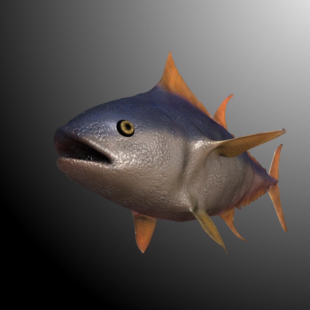 3d Model Tuna Fish