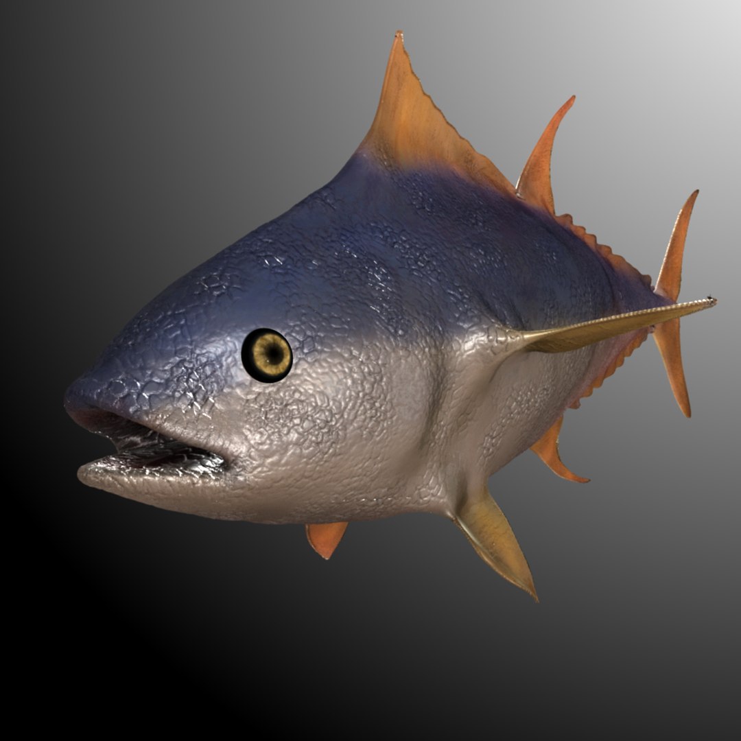 3d Model Tuna Fish