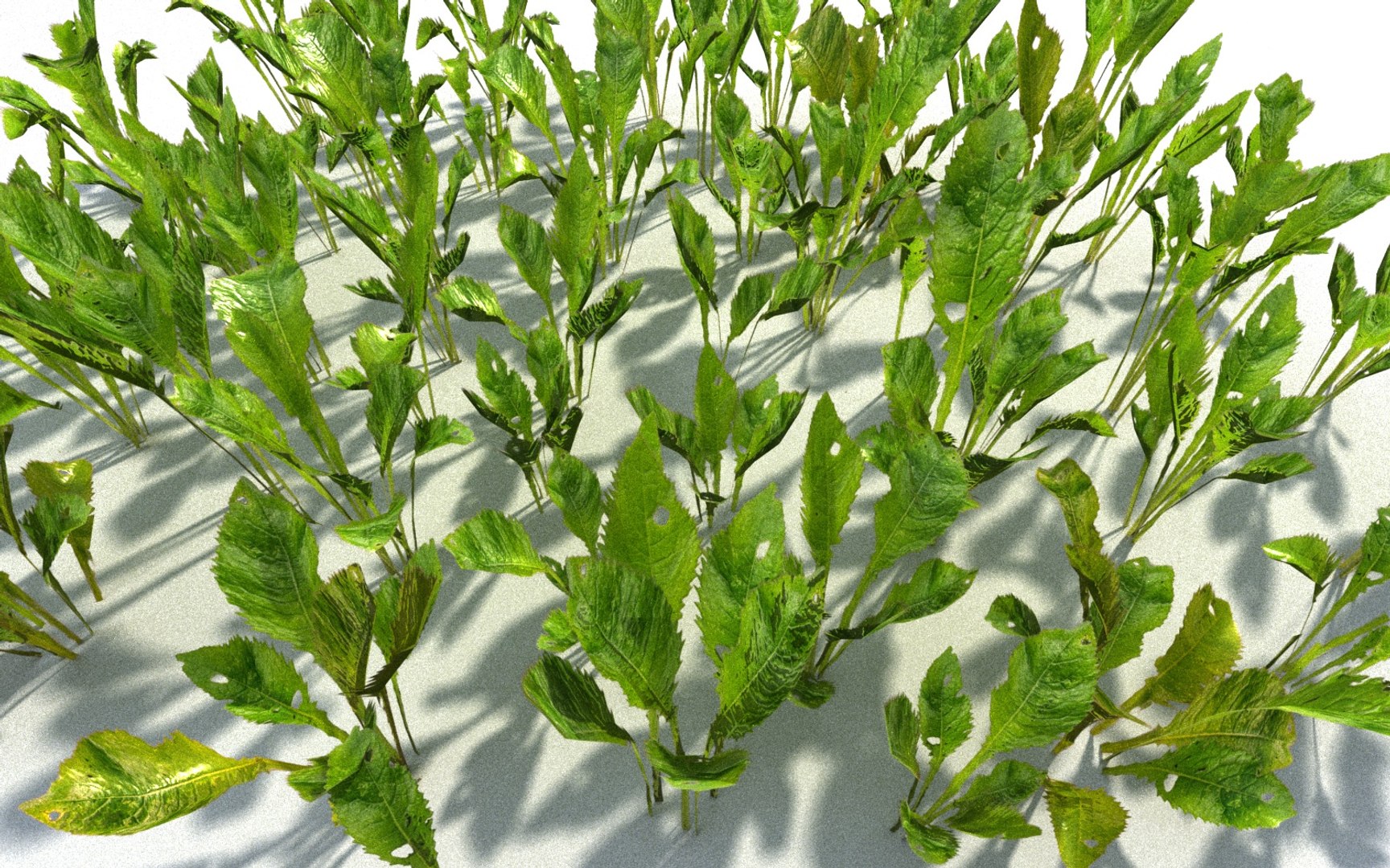 3D Model Ground Plant Pack - TurboSquid 1210150