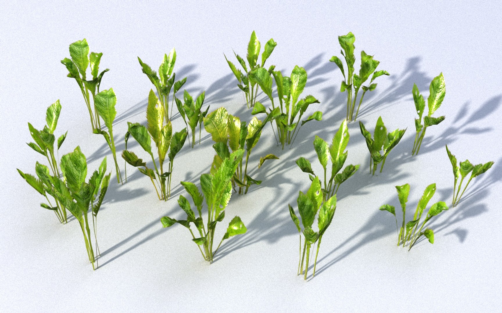3D Model Ground Plant Pack - TurboSquid 1210150