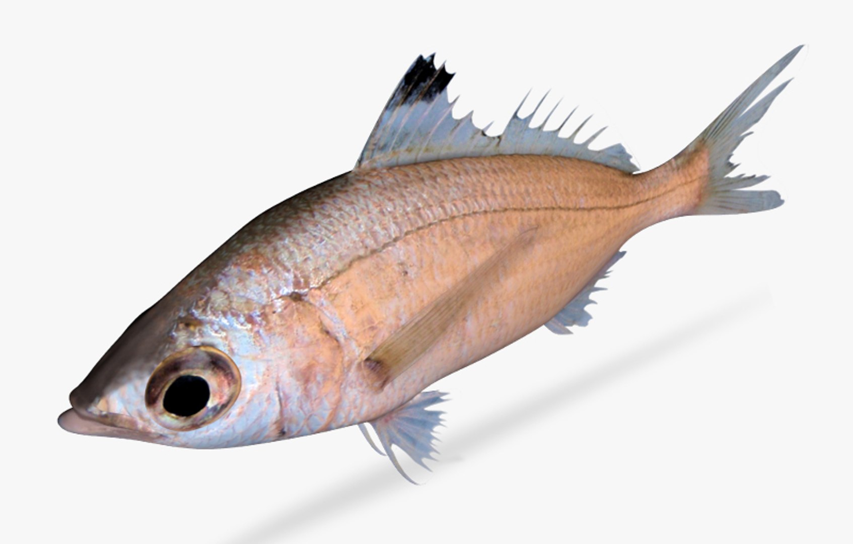 pacific flagfin mojarra ma