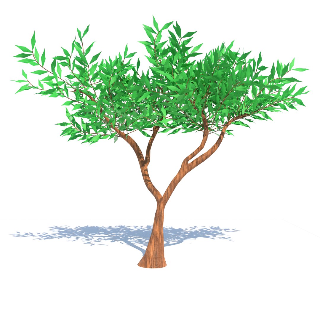 Tropical Tree 3D Model - TurboSquid 2095708